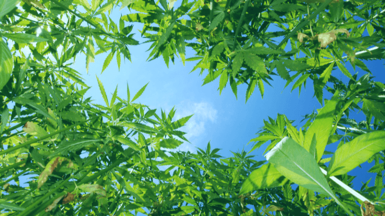 Commercialization of Hemp-based Bioplastics - Cannabis Tech