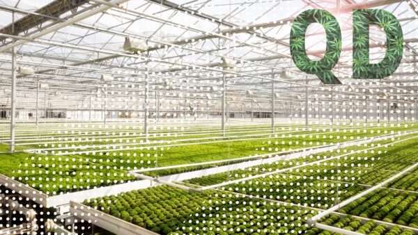 The Future of Greenhouse Growing is Here: Quantum Dots - Cannabis Tech