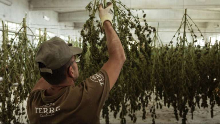 Cannabis Waste Management: How to Solve the Growing Bio-Waste Problem ...