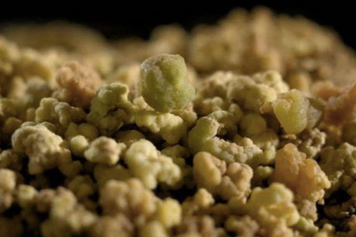 BIOHARVEST SCIENCES INC. SUCCESSFULLY COMPLETES CANNABIS R&D PROGRAM ...
