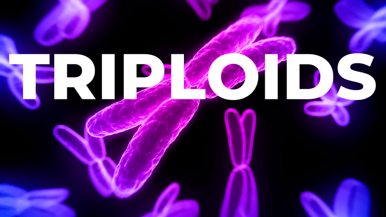 Unlock Huge Potential: Triploid Cannabis and Its Implications for the ...