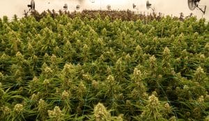 Aeroponics 101: The Fundamentals - Cannabis Tech