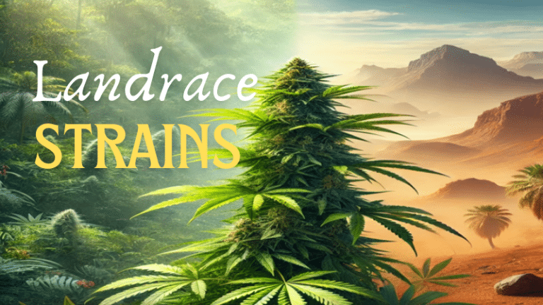 Landrace Strains: Their History, Significance, and Contributions to ...